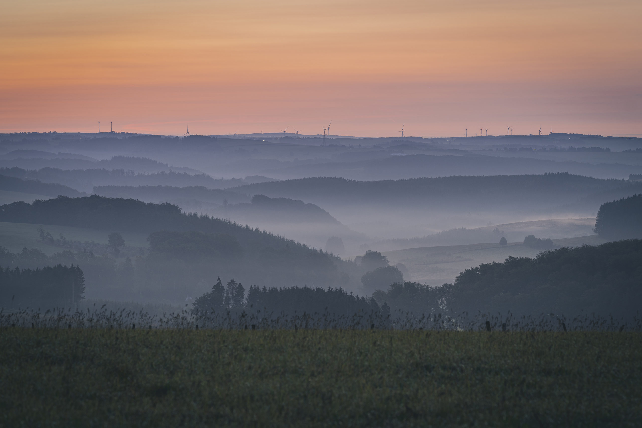 Forêt privée en Eifel belge (2022-2023) - Parc naturel Hautes Fagnes-Eifel