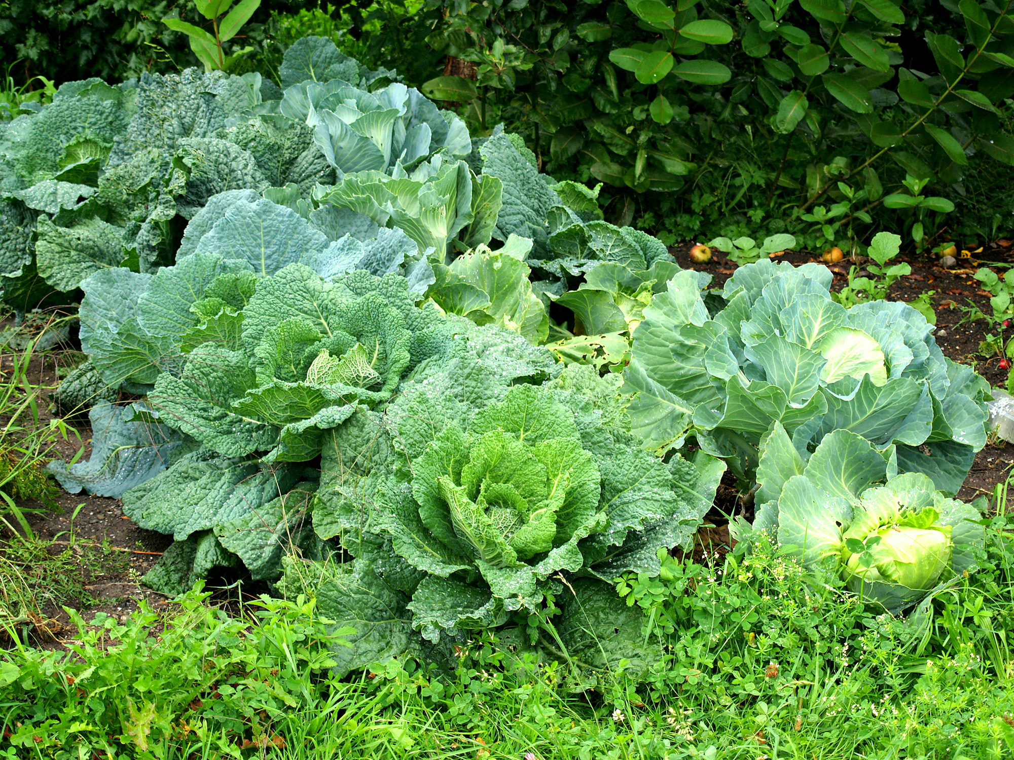 Mon Potager Bio - jusqu'à novembre - Parc naturel Hautes Fagnes-Eifel